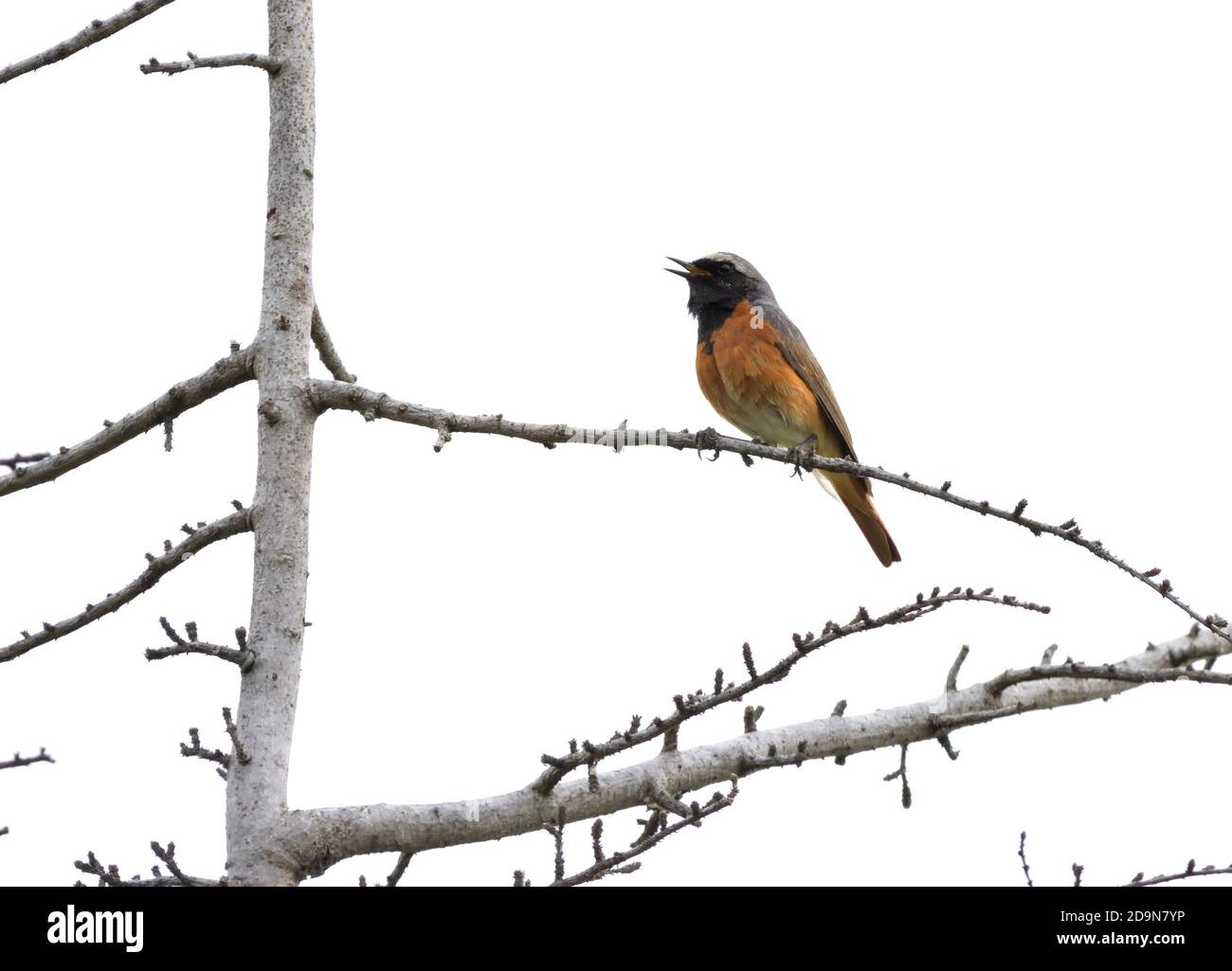 Codirosso comune Immagini senza sfondo e Foto Stock ritagliate - Alamy