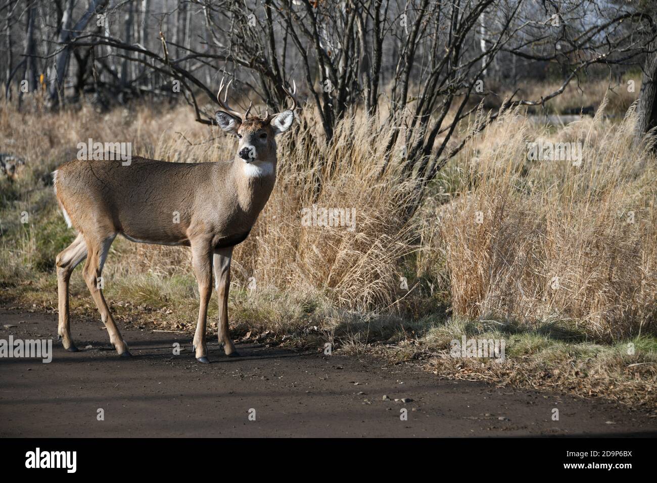 Cervo maschio immagini e fotografie stock ad alta risoluzione - Alamy