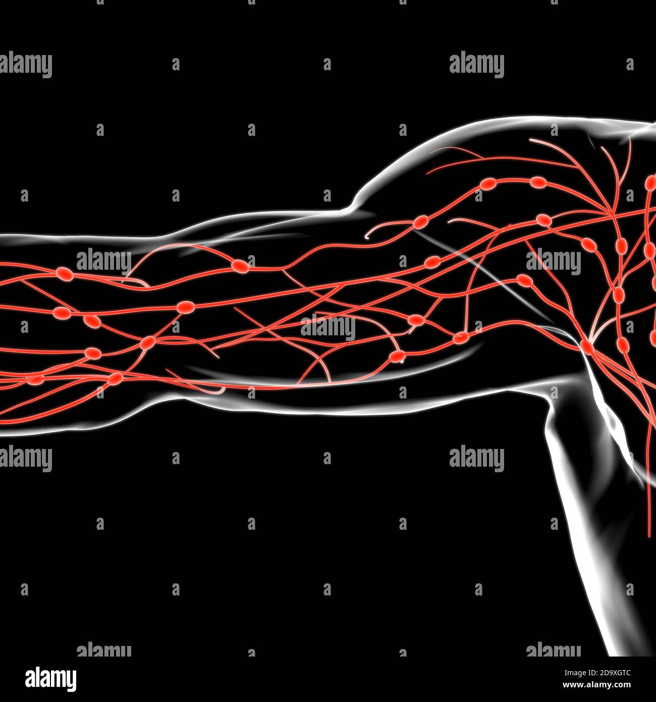 Anatomia dei linfonodi umani per l'illustrazione 3D di Medical Concept ...