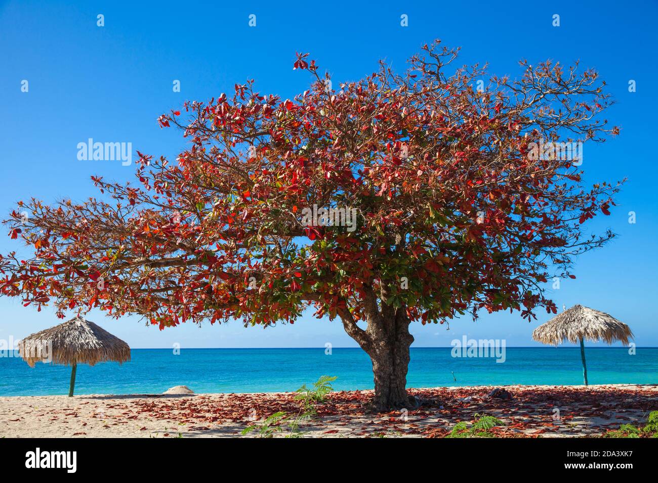 Cuba trinidad peninsula ancon beach immagini e fotografie stock ad alta ...