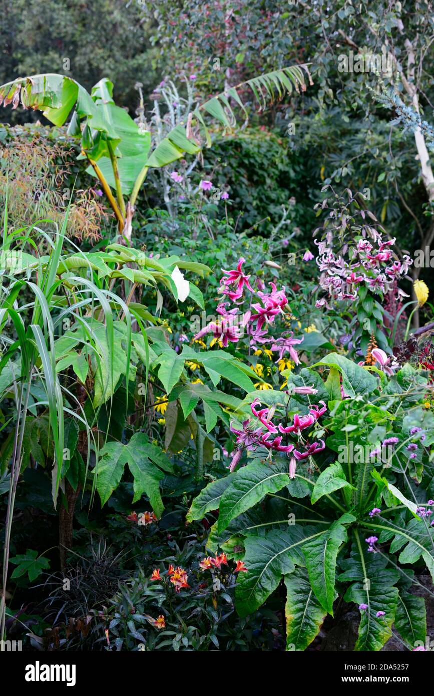 Musa japonica immagini e fotografie stock ad alta risoluzione - Alamy