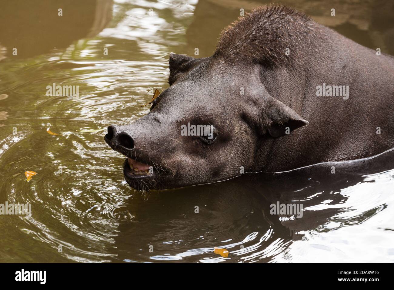 Il Tapiro sudamericano, il Tapiro brasiliano o il Tapiro di Lowland ...