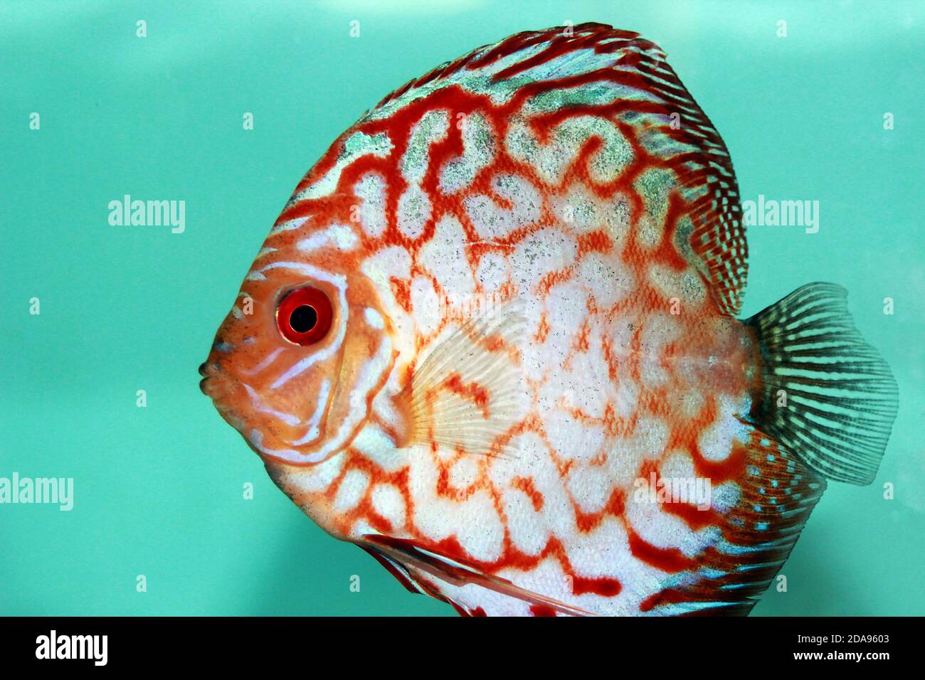Pesce arancione discus immagini e fotografie stock ad alta risoluzione ...