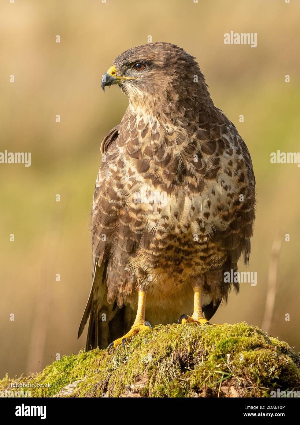 Poiana comune che mangia immagini e fotografie stock ad alta ...
