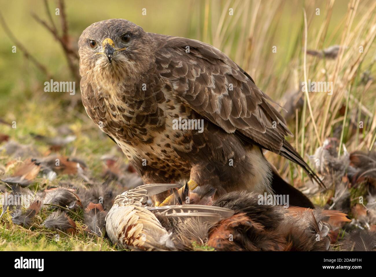 Poiana comune che mangia immagini e fotografie stock ad alta ...