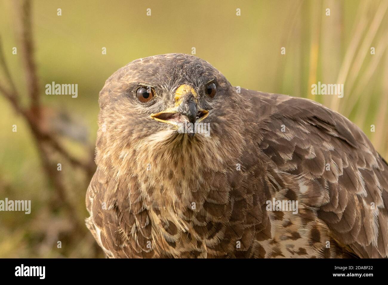 Poiana comune che mangia immagini e fotografie stock ad alta ...