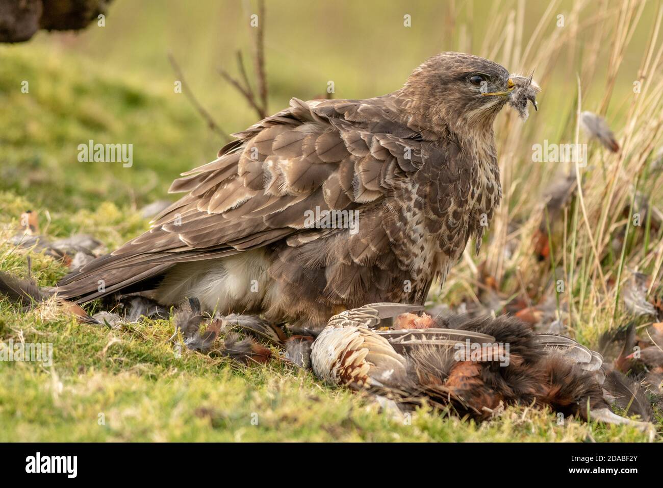 Poiana comune che mangia immagini e fotografie stock ad alta ...