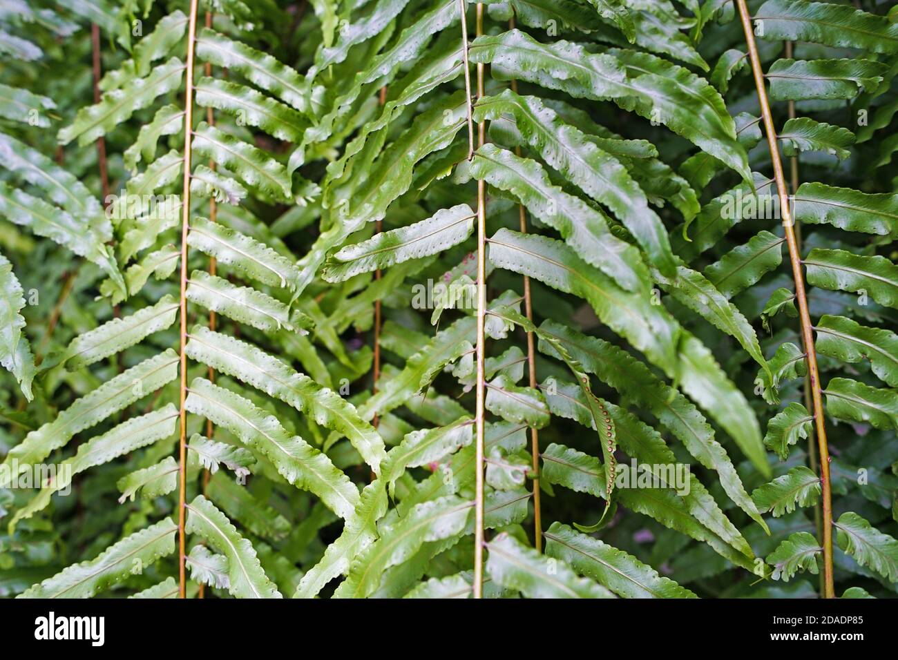 Piante vascolari immagini e fotografie stock ad alta risoluzione - Alamy