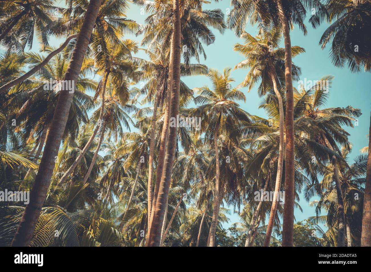 Alti Alberi Di Cocco Immagini e Fotos Stock - Alamy