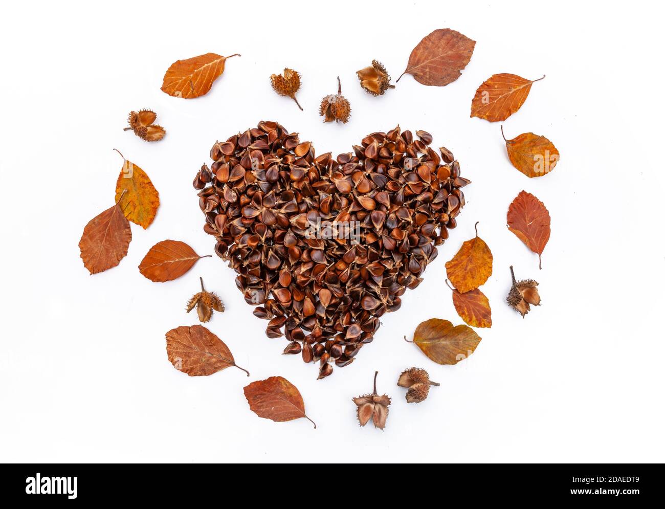 Seme di faggio Immagini senza sfondo e Foto Stock ritagliate - Alamy