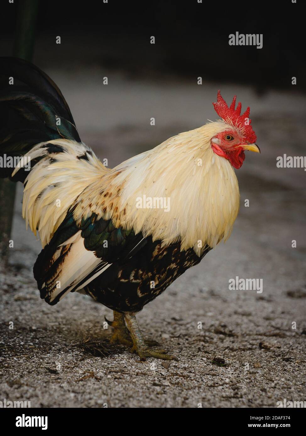 Galletto di gallina di pollo uccello di uccelli immagini e fotografie ...