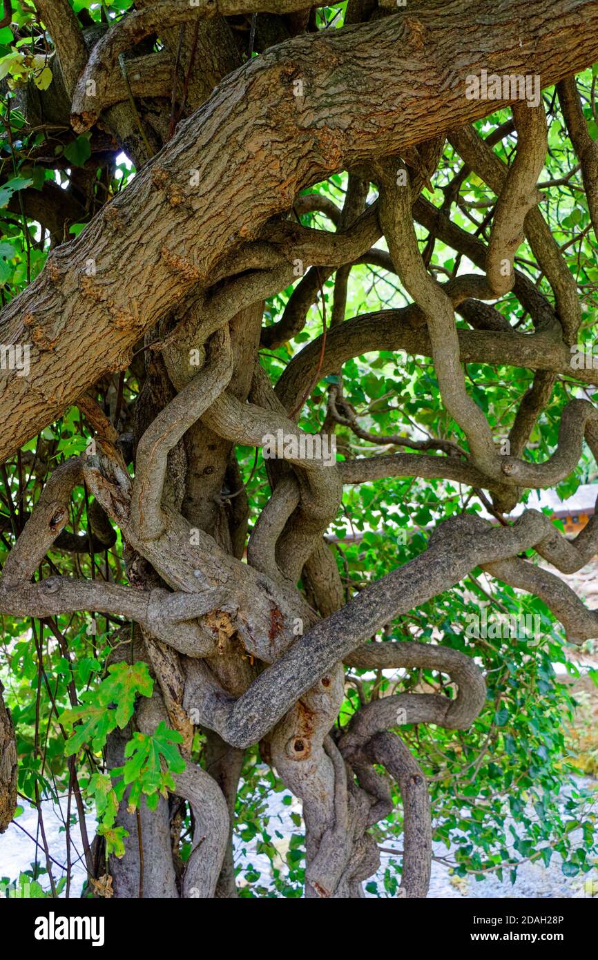 Vista su alberi di rami intrecciati con foglie verdi Foto stock - Alamy