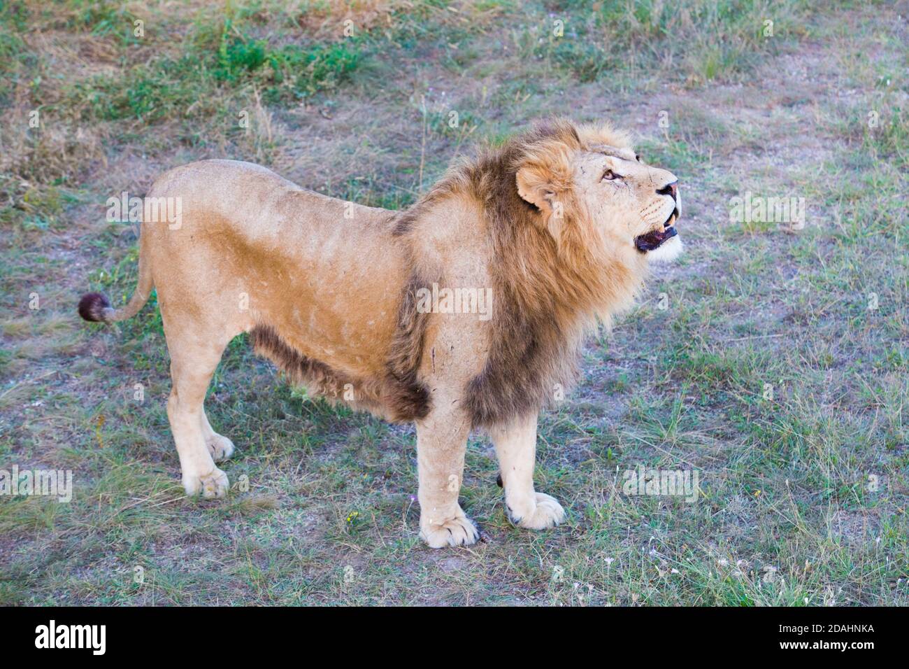 Leone in natura immagini e fotografie stock ad alta risoluzione - Alamy