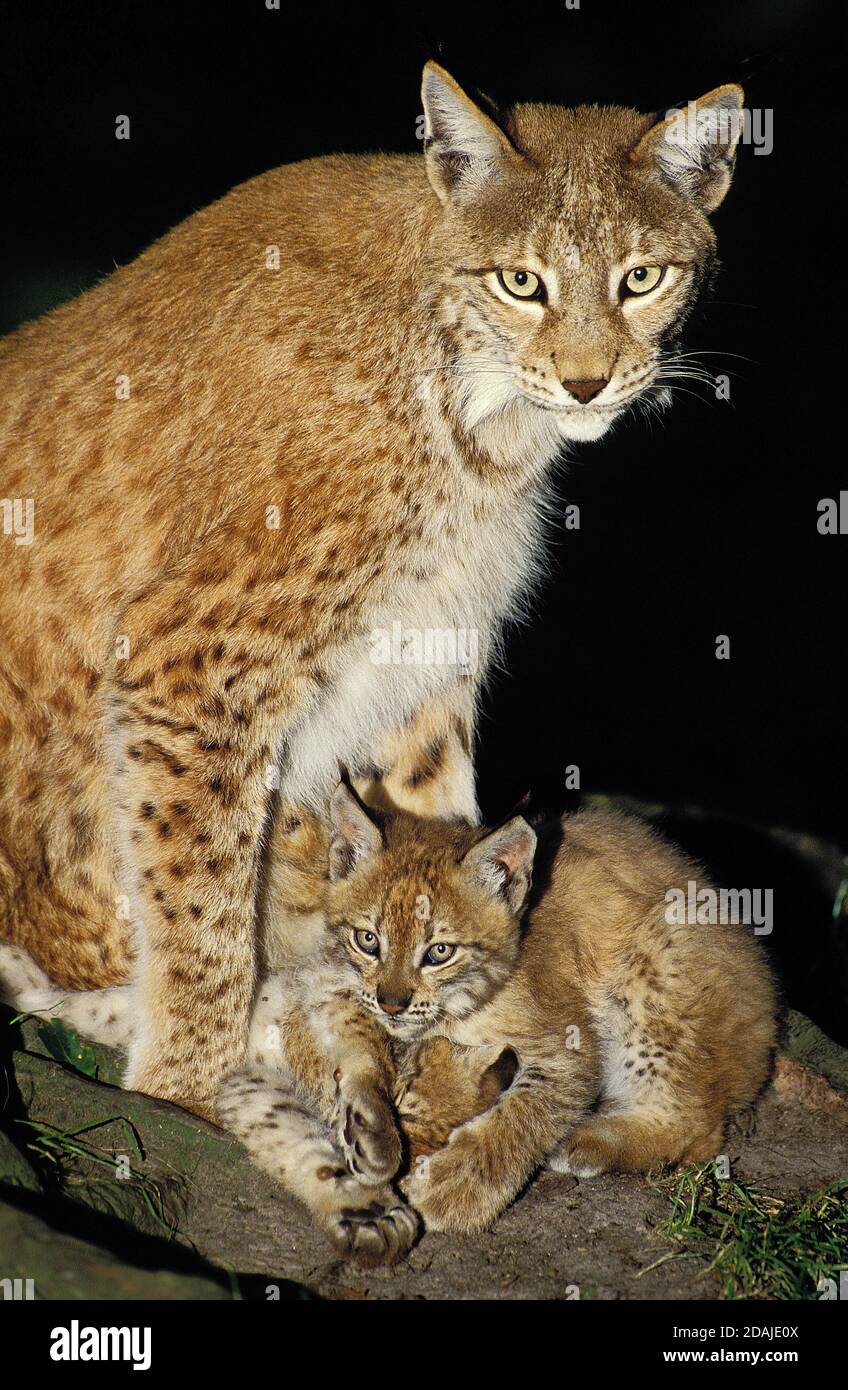 Femmina con la lince del cucciolo lince immagini e fotografie stock ad ...