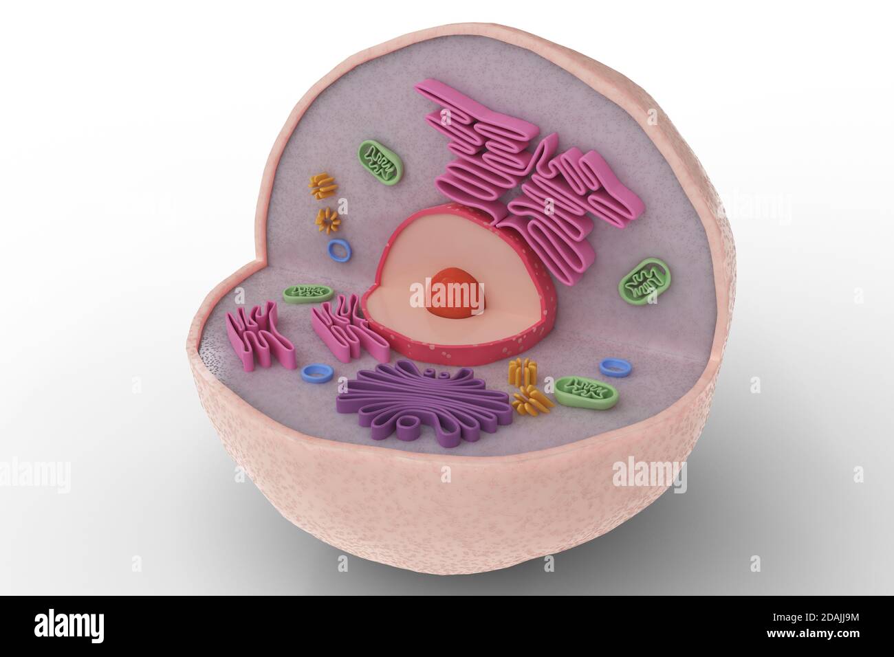 Anatomia cellebrare immagini e fotografie stock ad alta risoluzione - Alamy