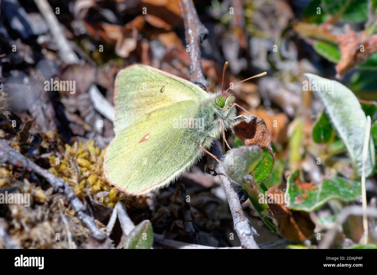 Hecla island immagini e fotografie stock ad alta risoluzione - Alamy