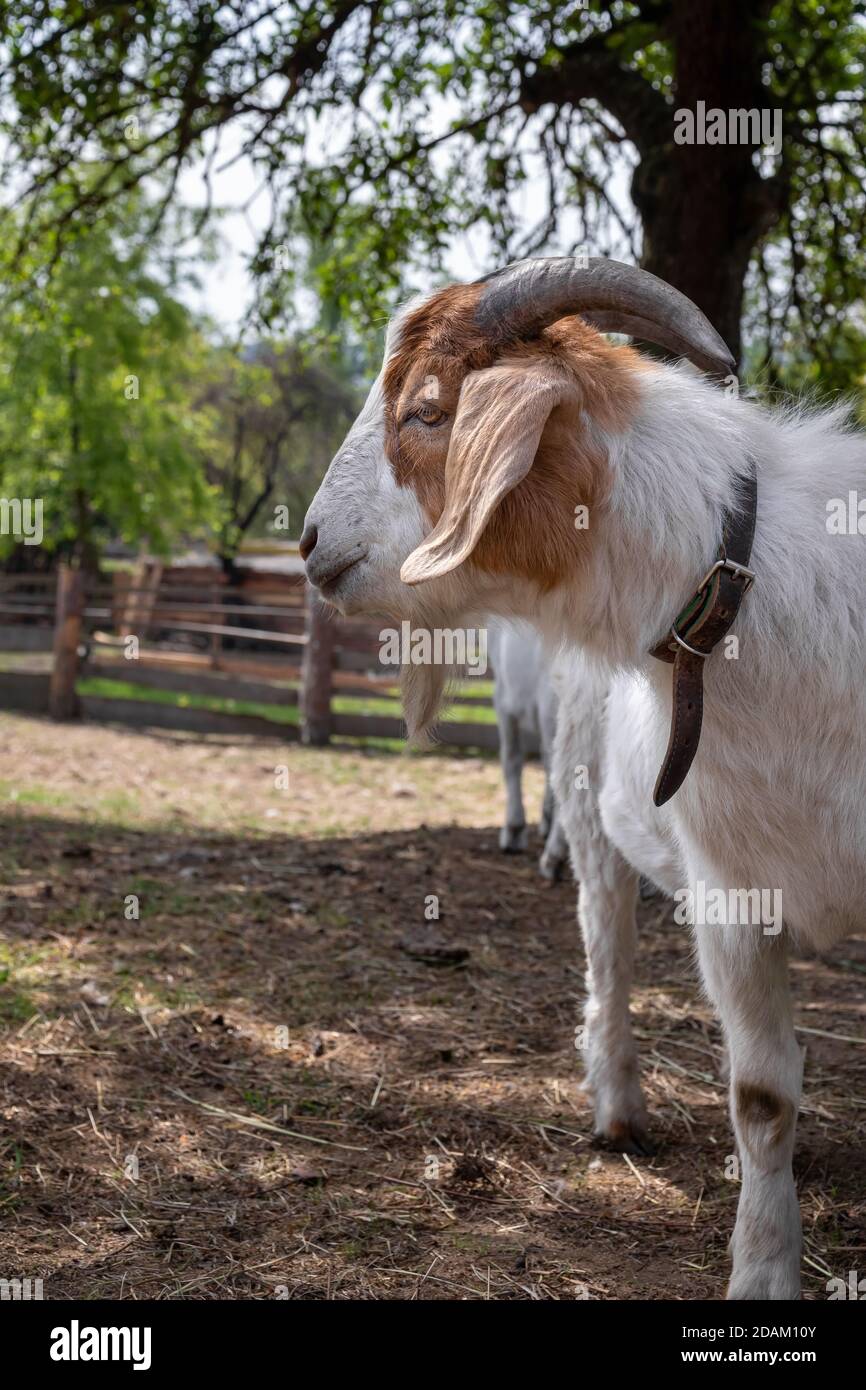Capra pezzata immagini e fotografie stock ad alta risoluzione - Alamy