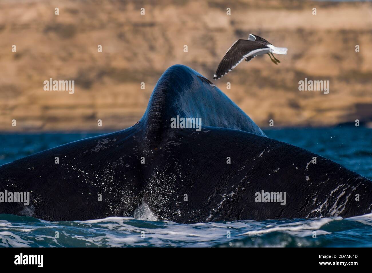 Ballenas 2009 immagini e fotografie stock ad alta risoluzione - Alamy