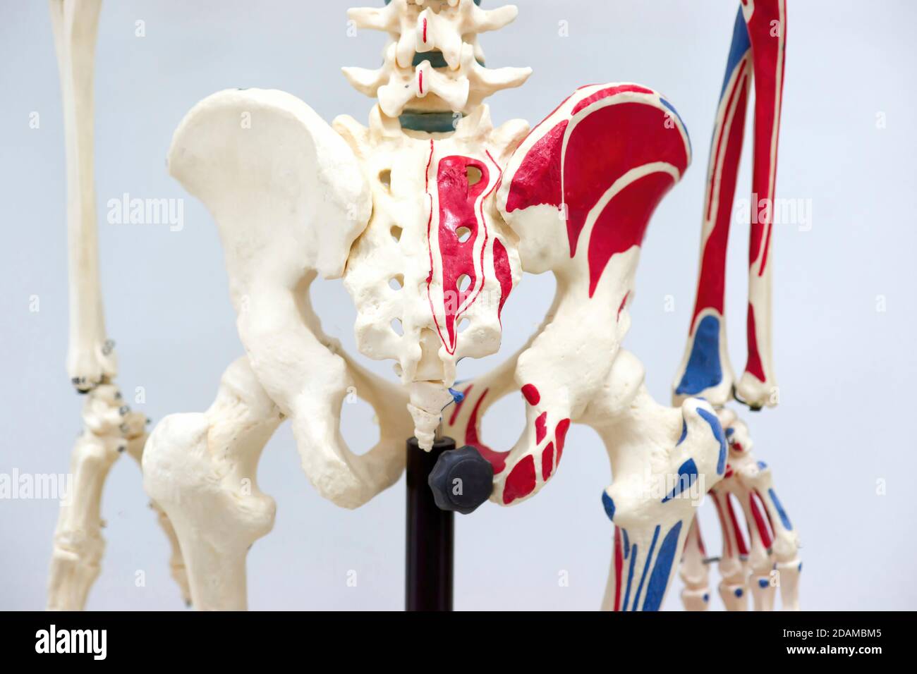 Anatomia pelvica umana immagini e fotografie stock ad alta risoluzione ...