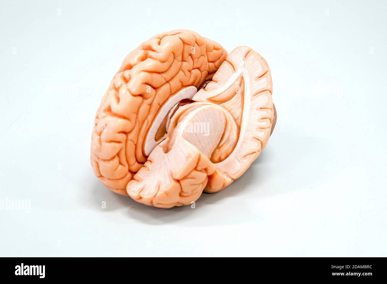 Anatomia del cervello umano immagini e fotografie stock ad alta ...