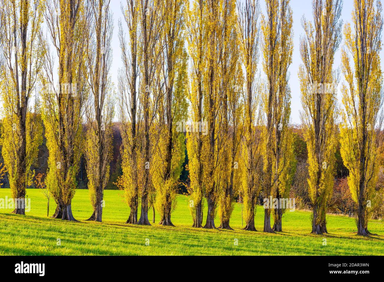 Pioppo, Pioppo piramidale, Pioppo piramidale (Populus nigra var ...