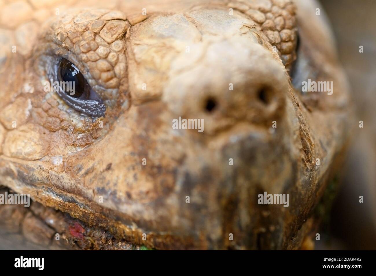 Volto di tartaruga immagini e fotografie stock ad alta risoluzione - Alamy