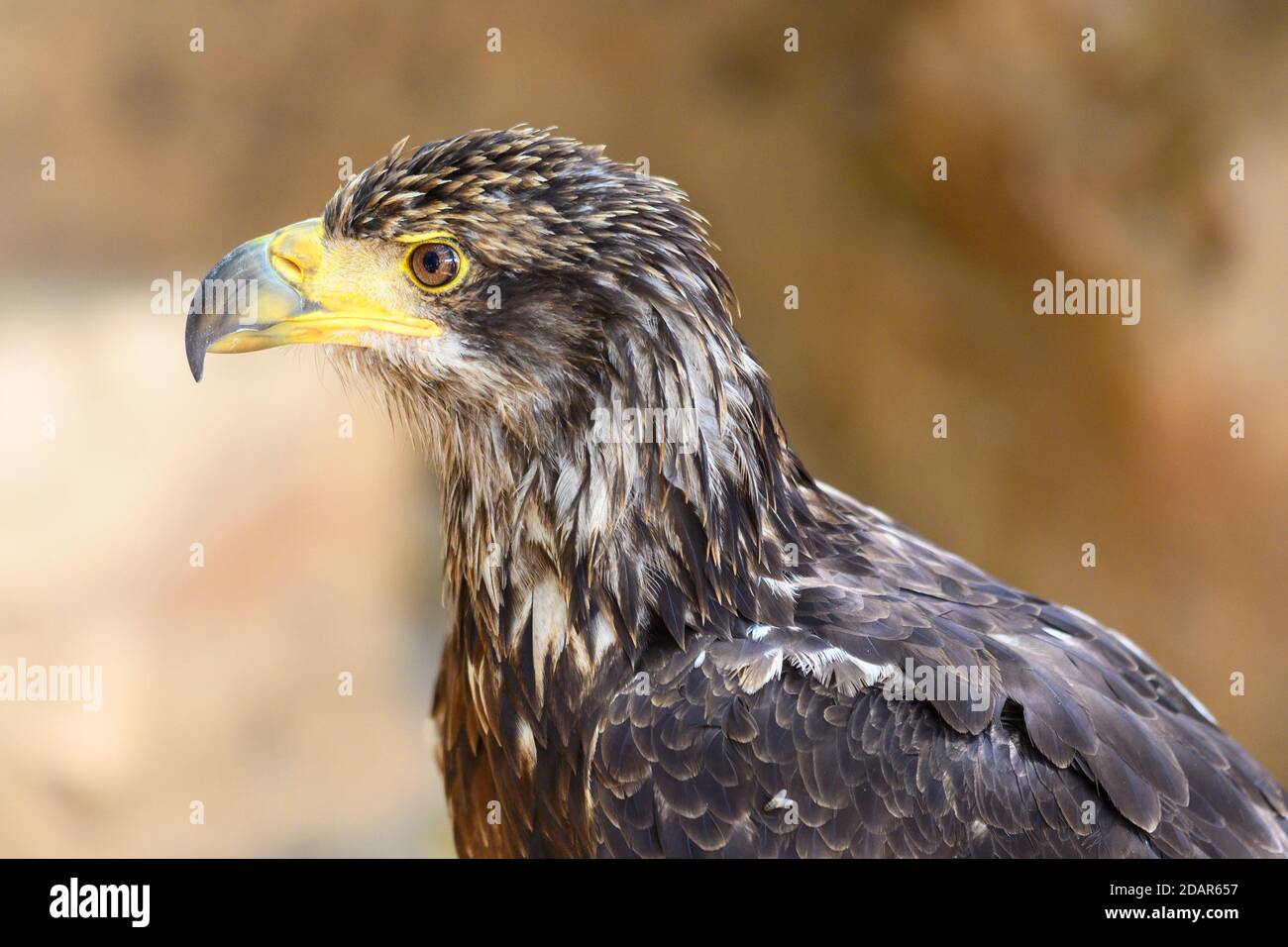 Simbolo Dell'aquila Americana Immagini e Fotos Stock - Alamy