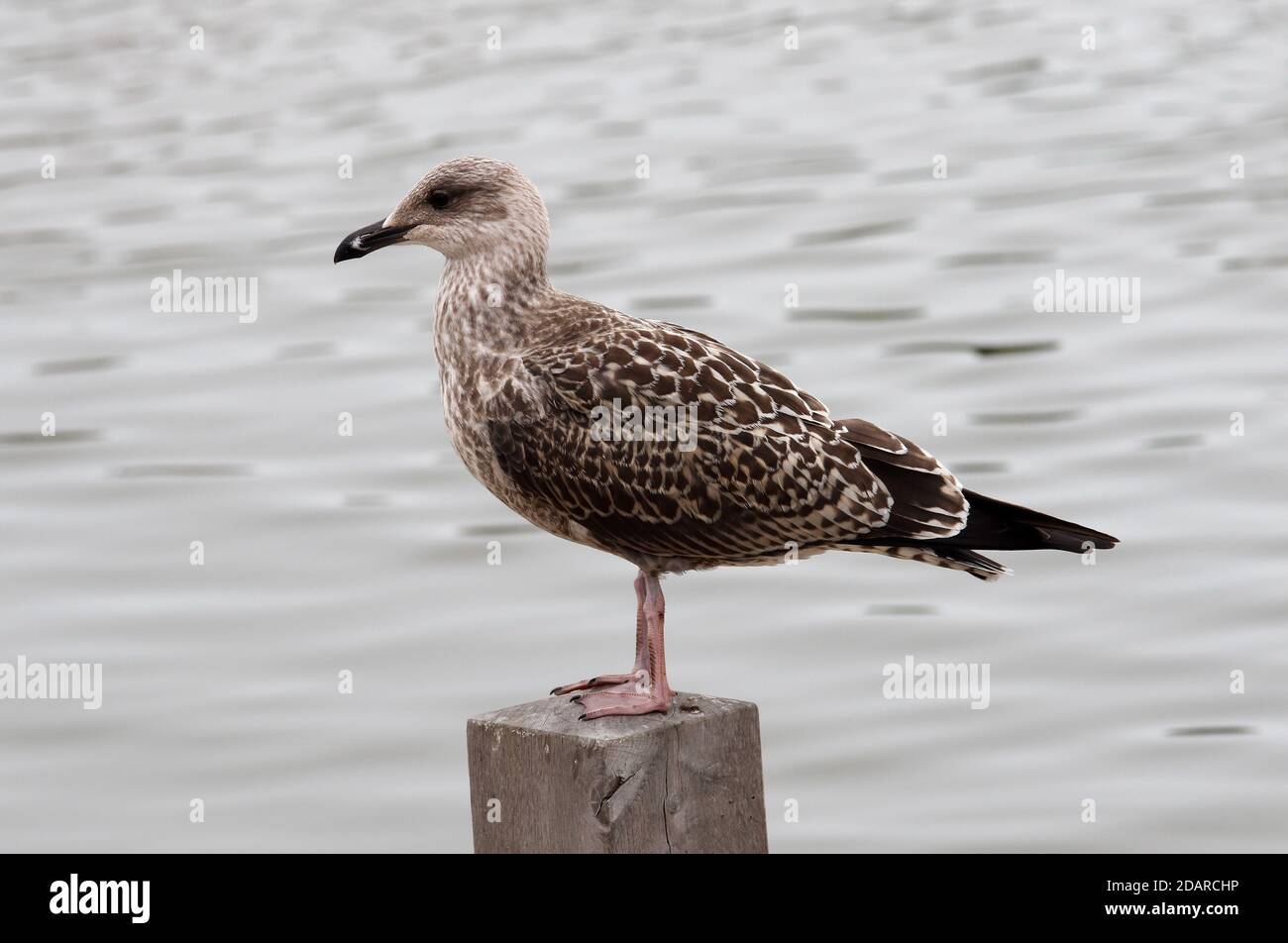 Il gabbiano minore appollaiato nero arroccato immagini e fotografie ...
