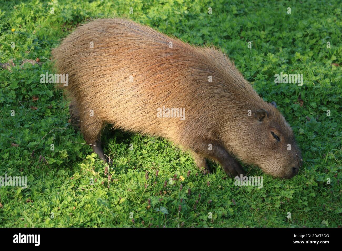 Capybara zoo immagini e fotografie stock ad alta risoluzione - Alamy