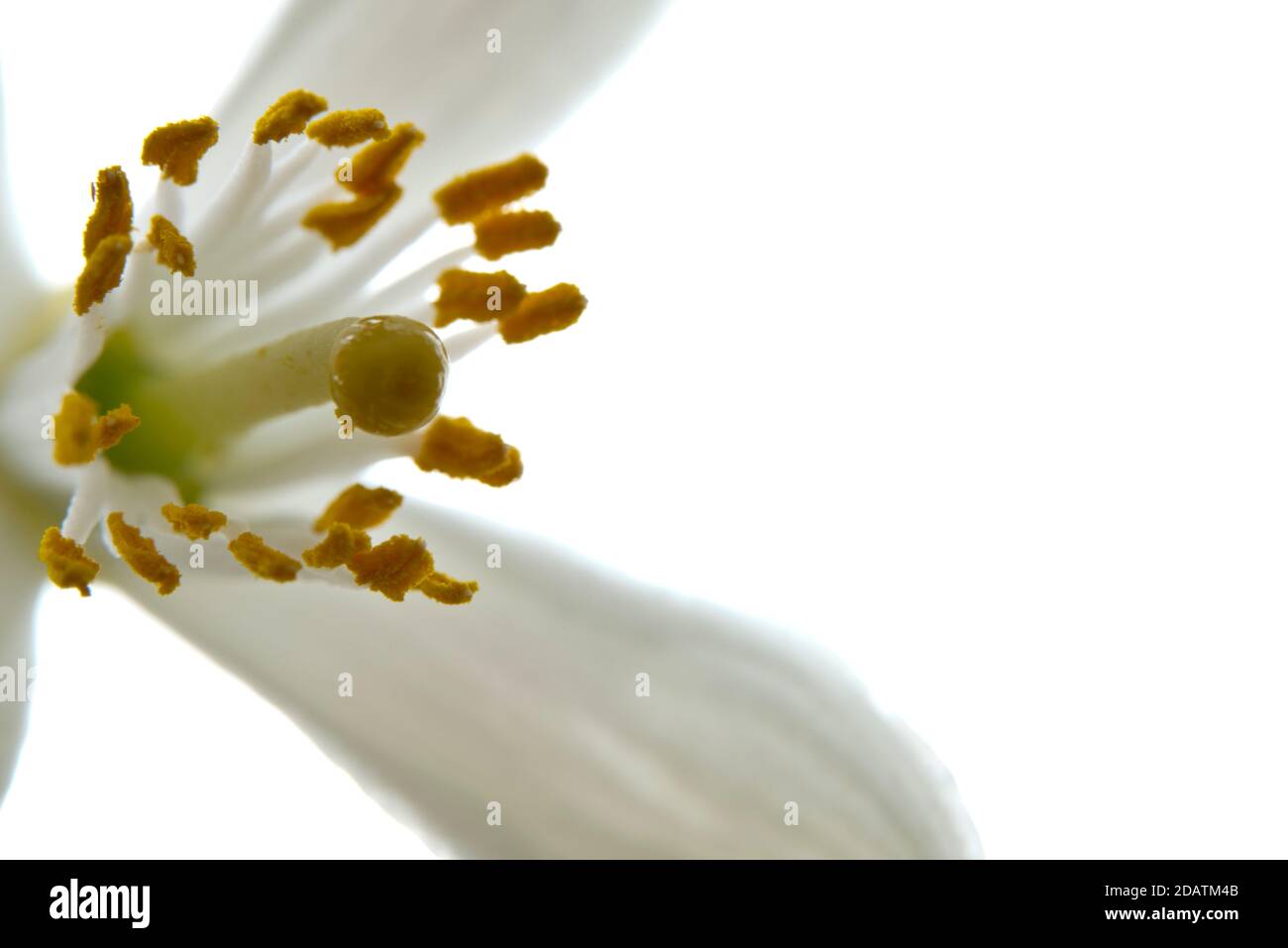 Limone di fiori e germogli di limone immagini e fotografie stock ad ...