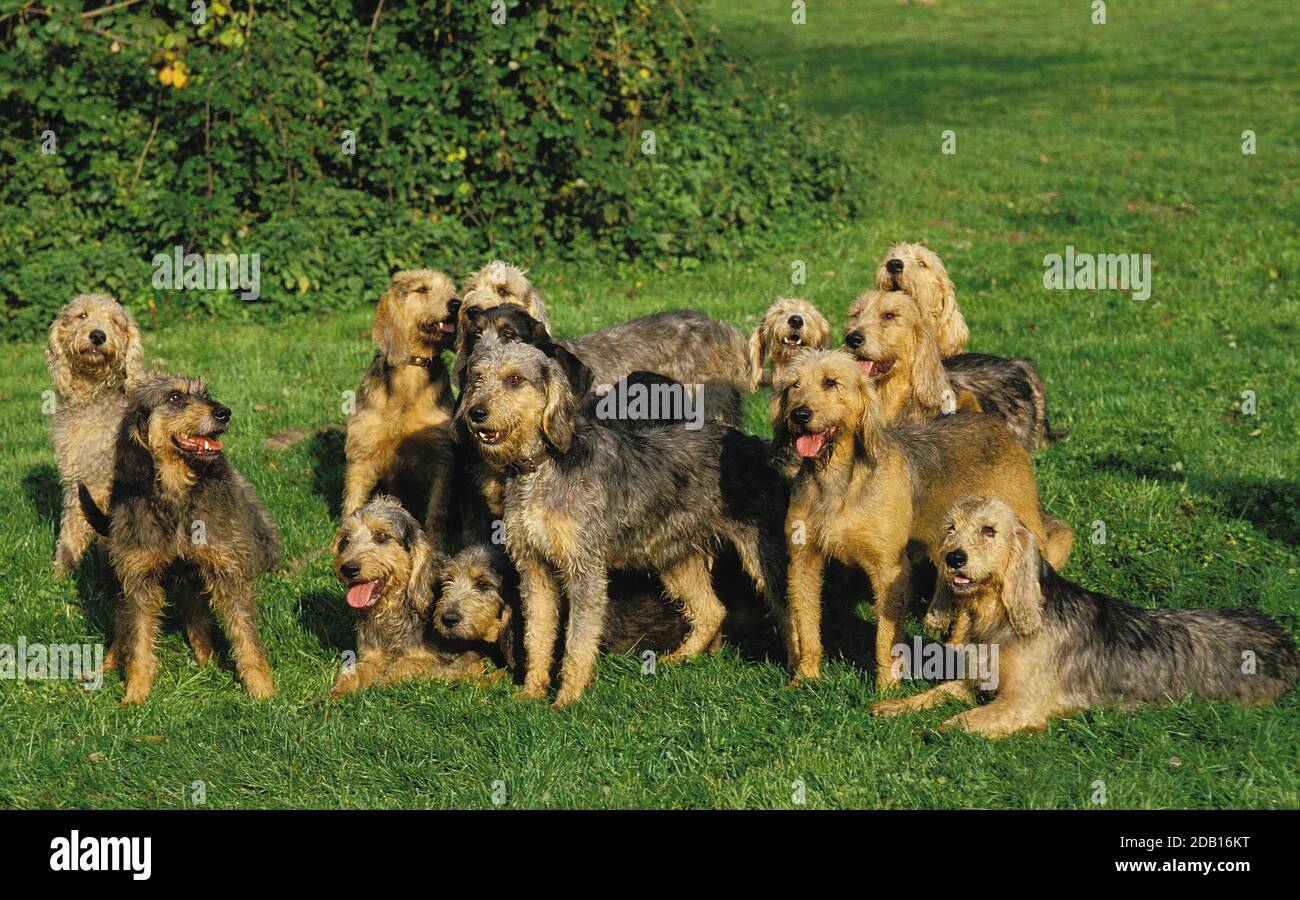 Cane griffon nivernais immagini e fotografie stock ad alta risoluzione ...