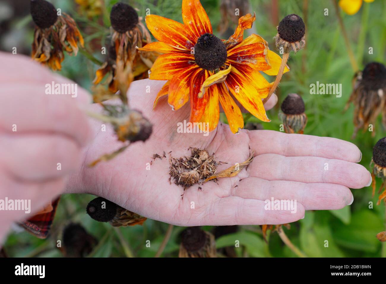 Rudbeckia seme teste giardino immagini e fotografie stock ad alta ...