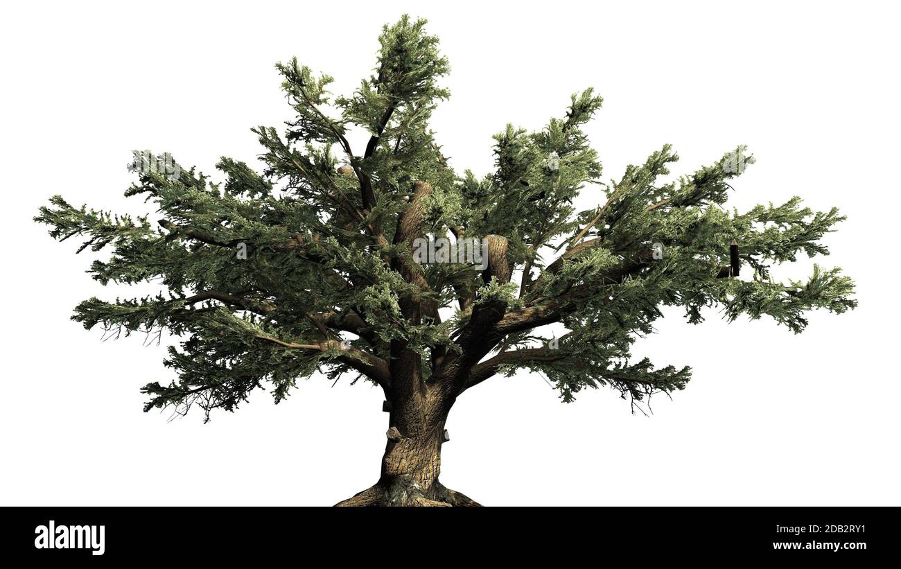 Albero di cedro del libano immagini e fotografie stock ad alta ...