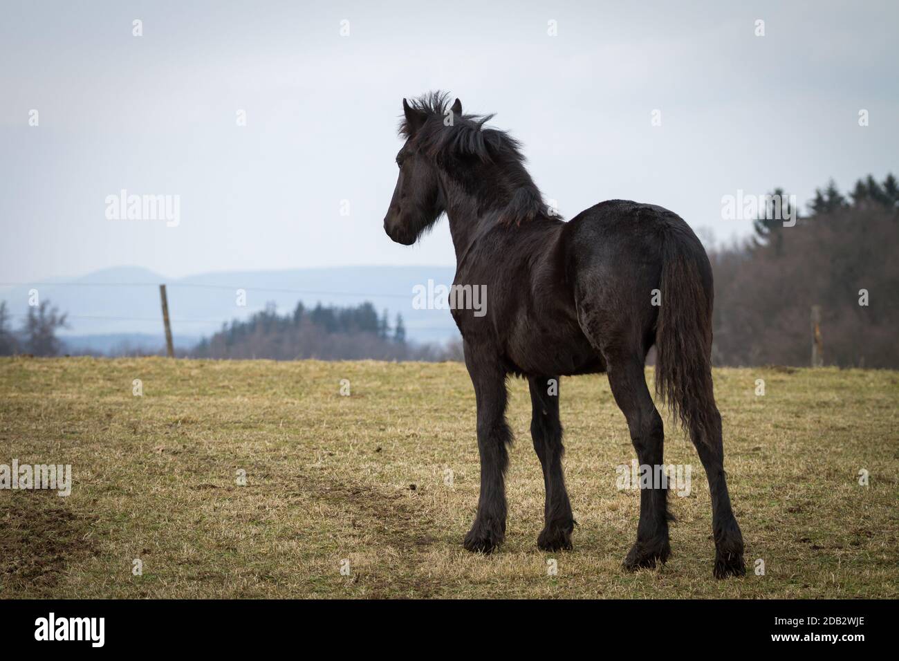 Bellezza del cavallo frisone immagini e fotografie stock ad alta ...