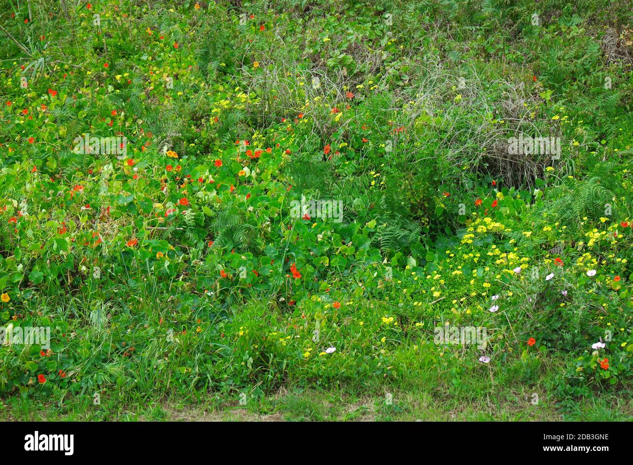 Prato con fiori di campo immagini e fotografie stock ad alta ...