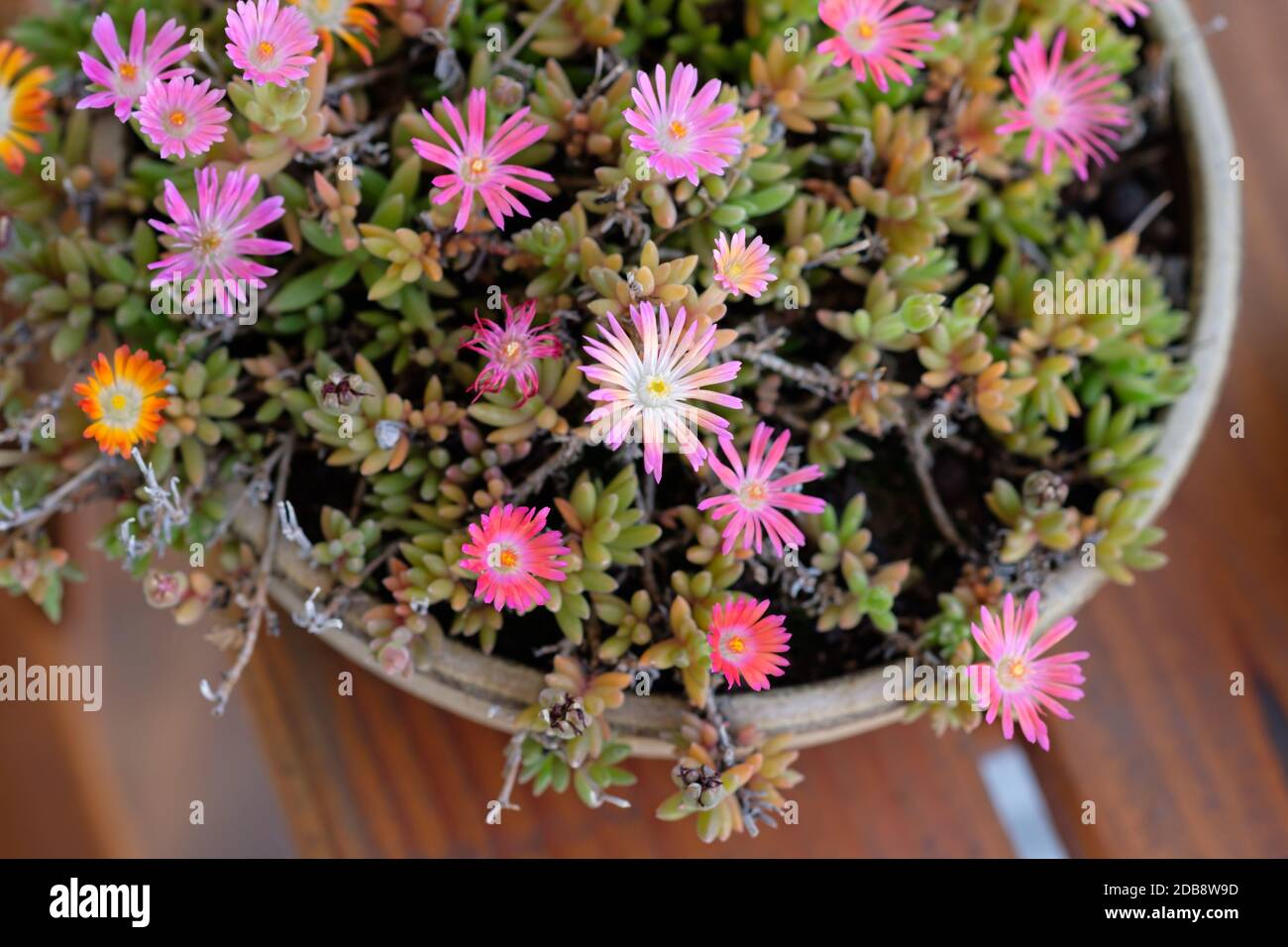 Pianta succulenta con fiori rosa immagini e fotografie stock ad alta ...