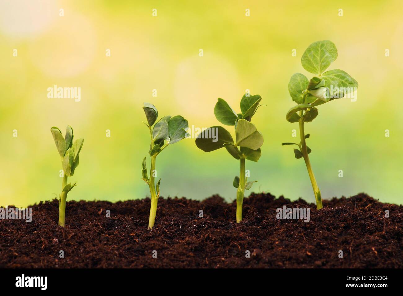Semi di pisello che germinano nel terreno immagini e fotografie stock ...