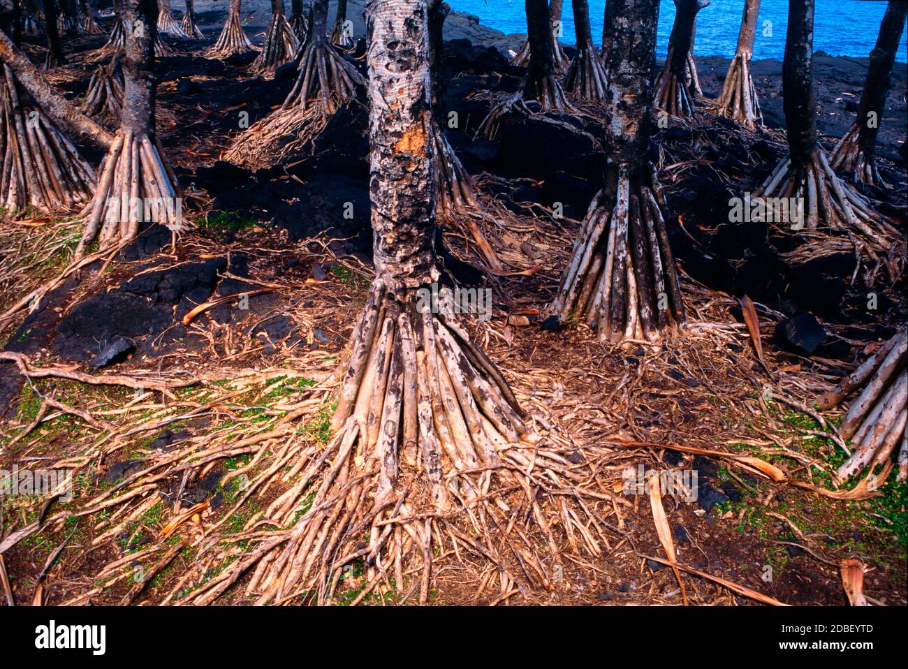 Radici avventizie immagini e fotografie stock ad alta risoluzione - Alamy