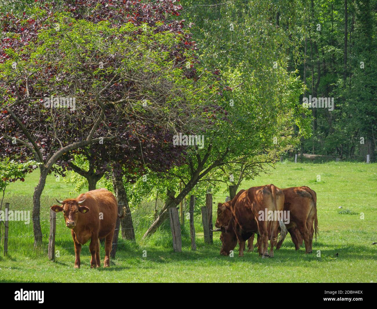 Recinzione sul pascolo delle mucche immagini e fotografie stock ad alta ...