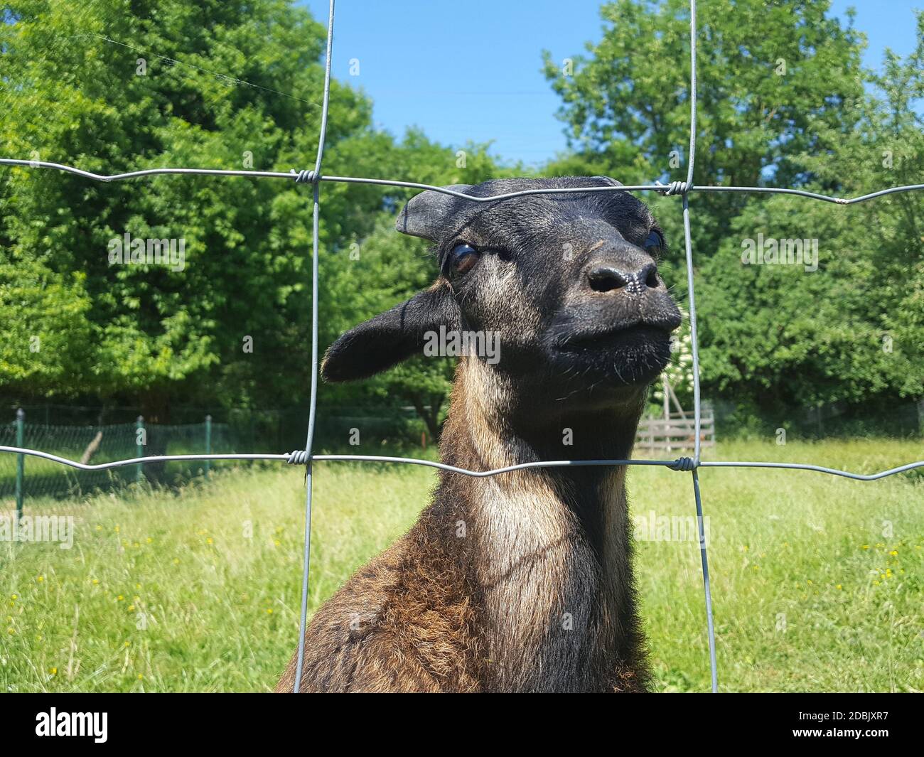 Sembra capra immagini e fotografie stock ad alta risoluzione - Alamy