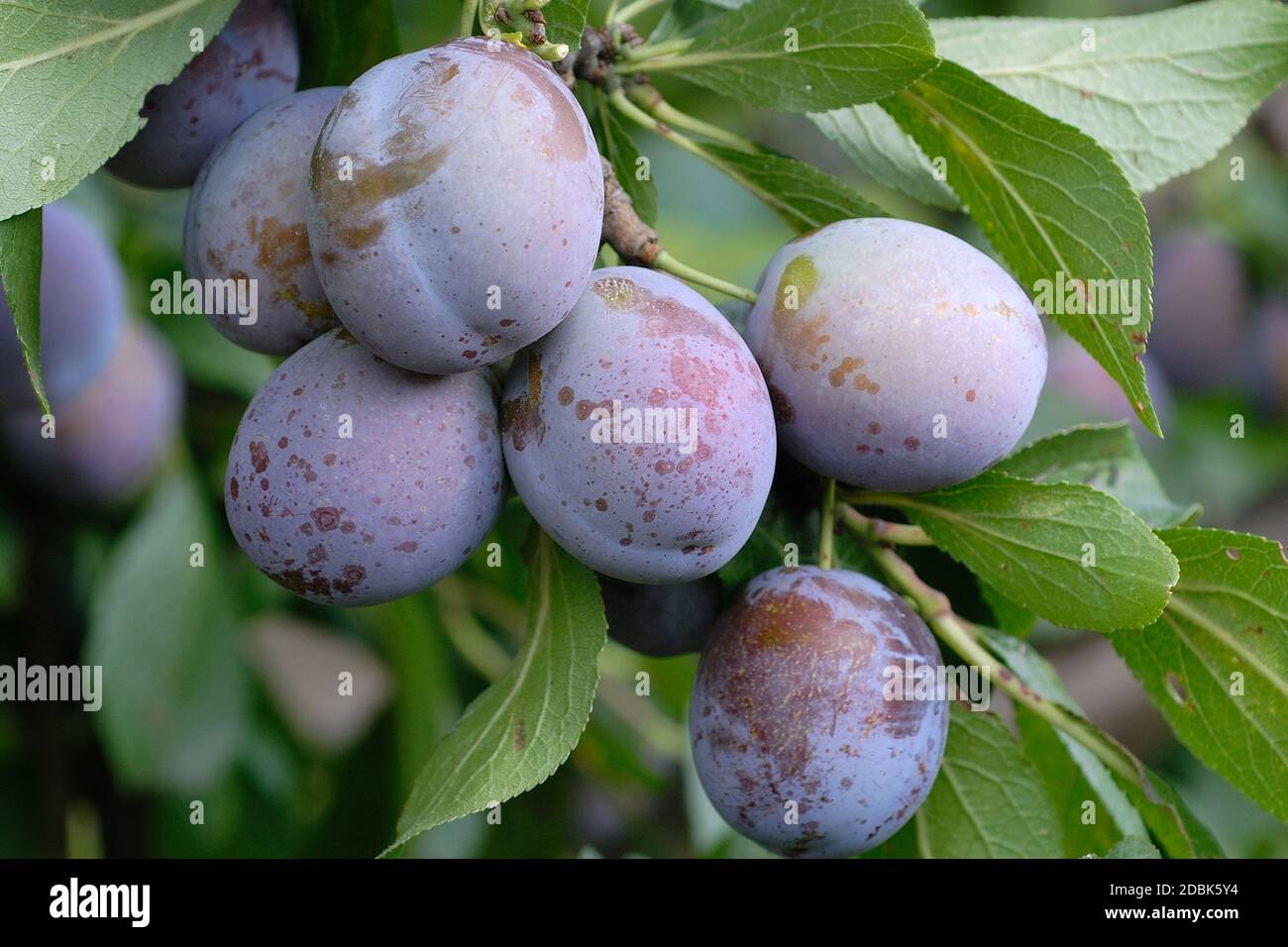 Anna spath immagini e fotografie stock ad alta risoluzione - Alamy
