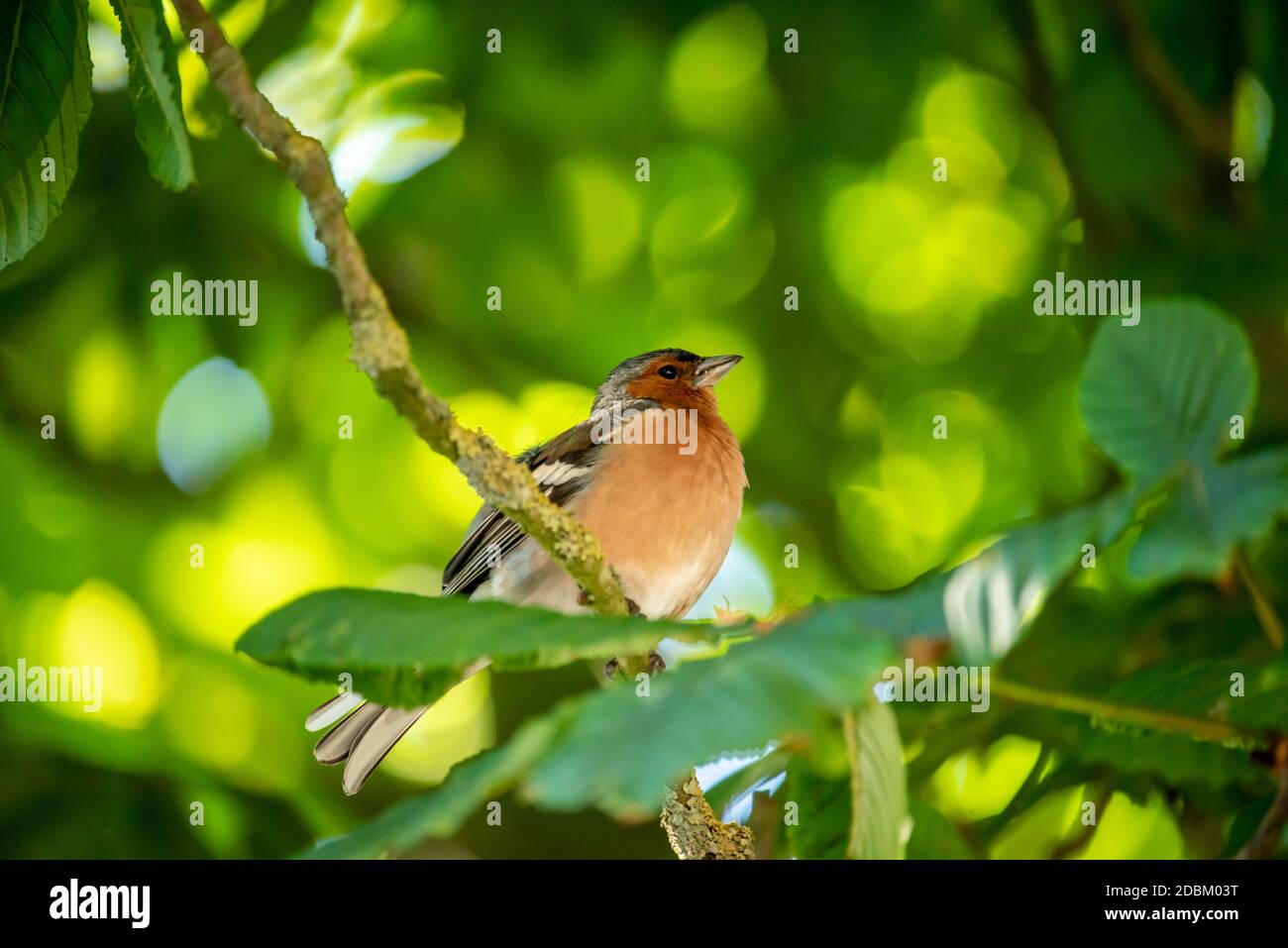 Fringuello da riproduzione immagini e fotografie stock ad alta ...