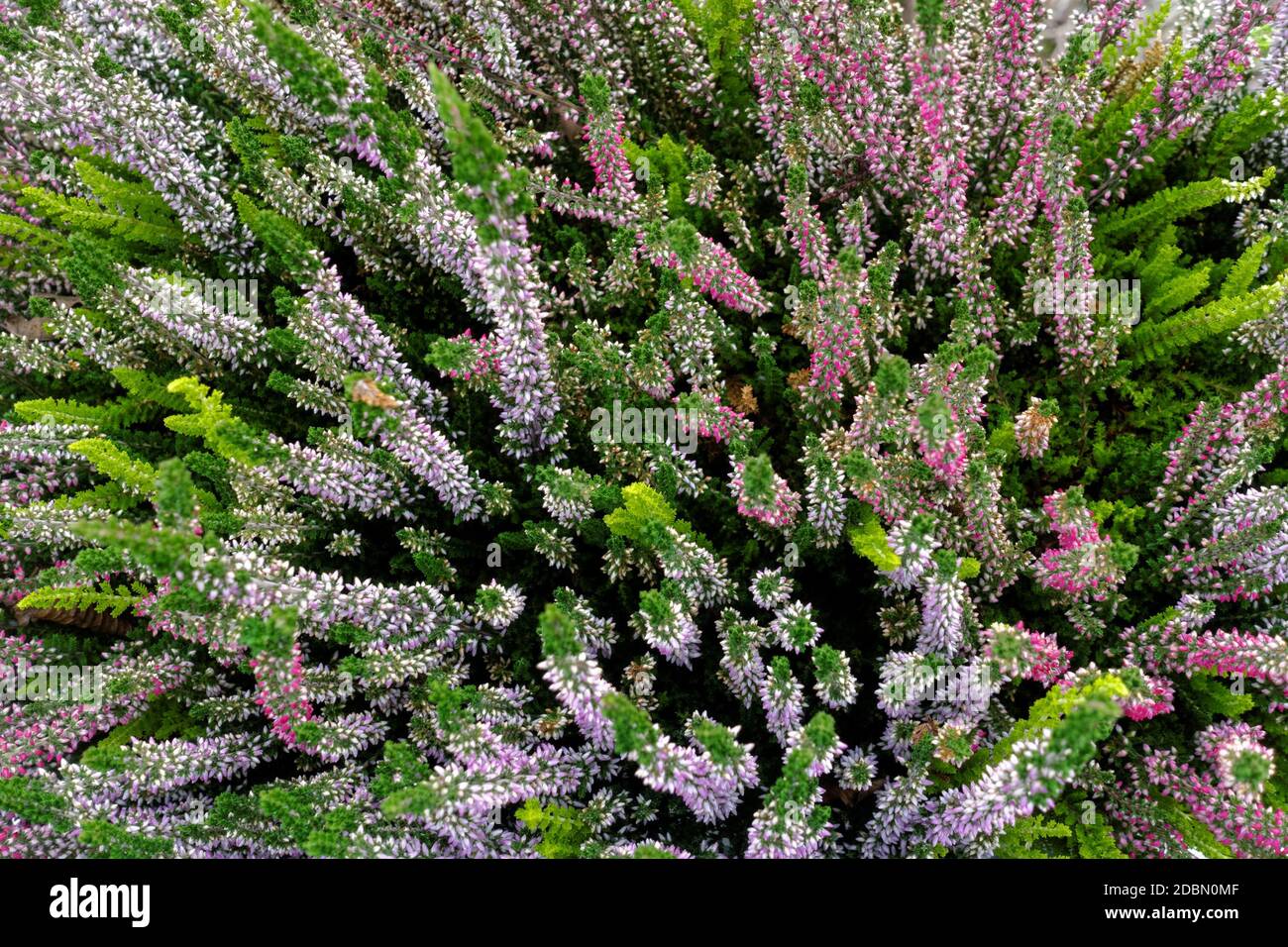 Brughiera con fioritura di erica immagini e fotografie stock ad alta ...