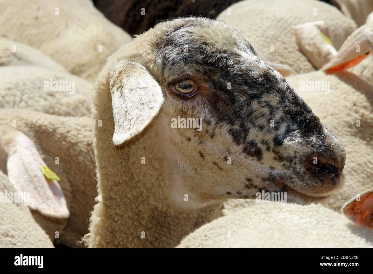 Mangiare pecore immagini e fotografie stock ad alta risoluzione - Alamy