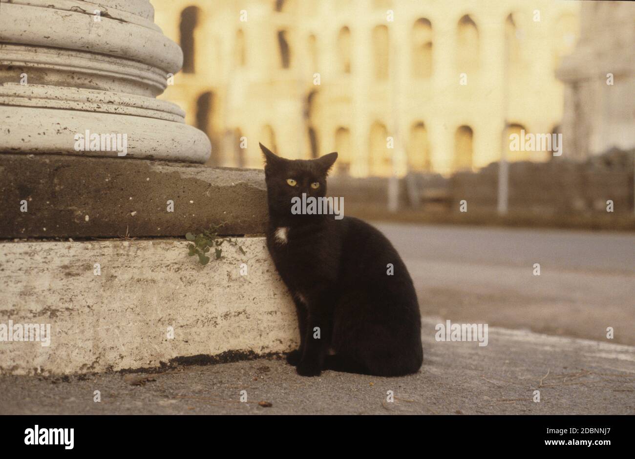 Gatti in rovina romana immagini e fotografie stock ad alta risoluzione ...