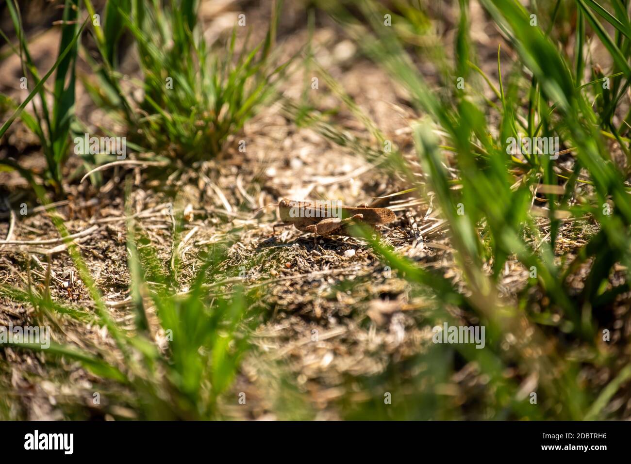 Cavallette ortotteri immagini e fotografie stock ad alta risoluzione ...