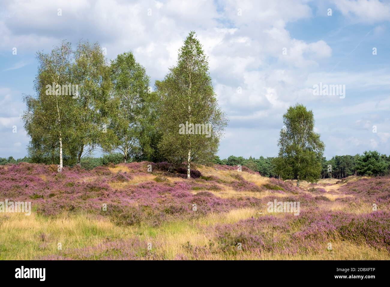 Brughiera di erica viola immagini e fotografie stock ad alta ...