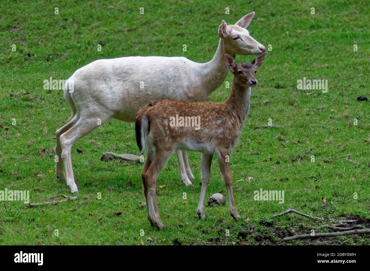 Cervo e daino immagini e fotografie stock ad alta risoluzione - Alamy