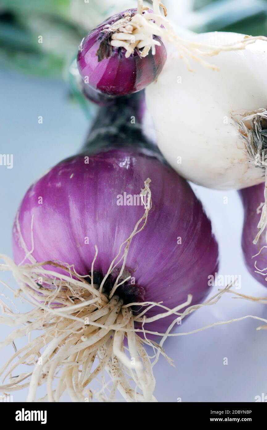 La cipolla rossa dolce di tropea immagini e fotografie stock ad alta ...
