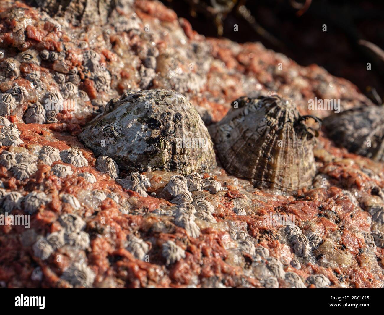 Molluschi gasteropodi marini immagini e fotografie stock ad alta ...